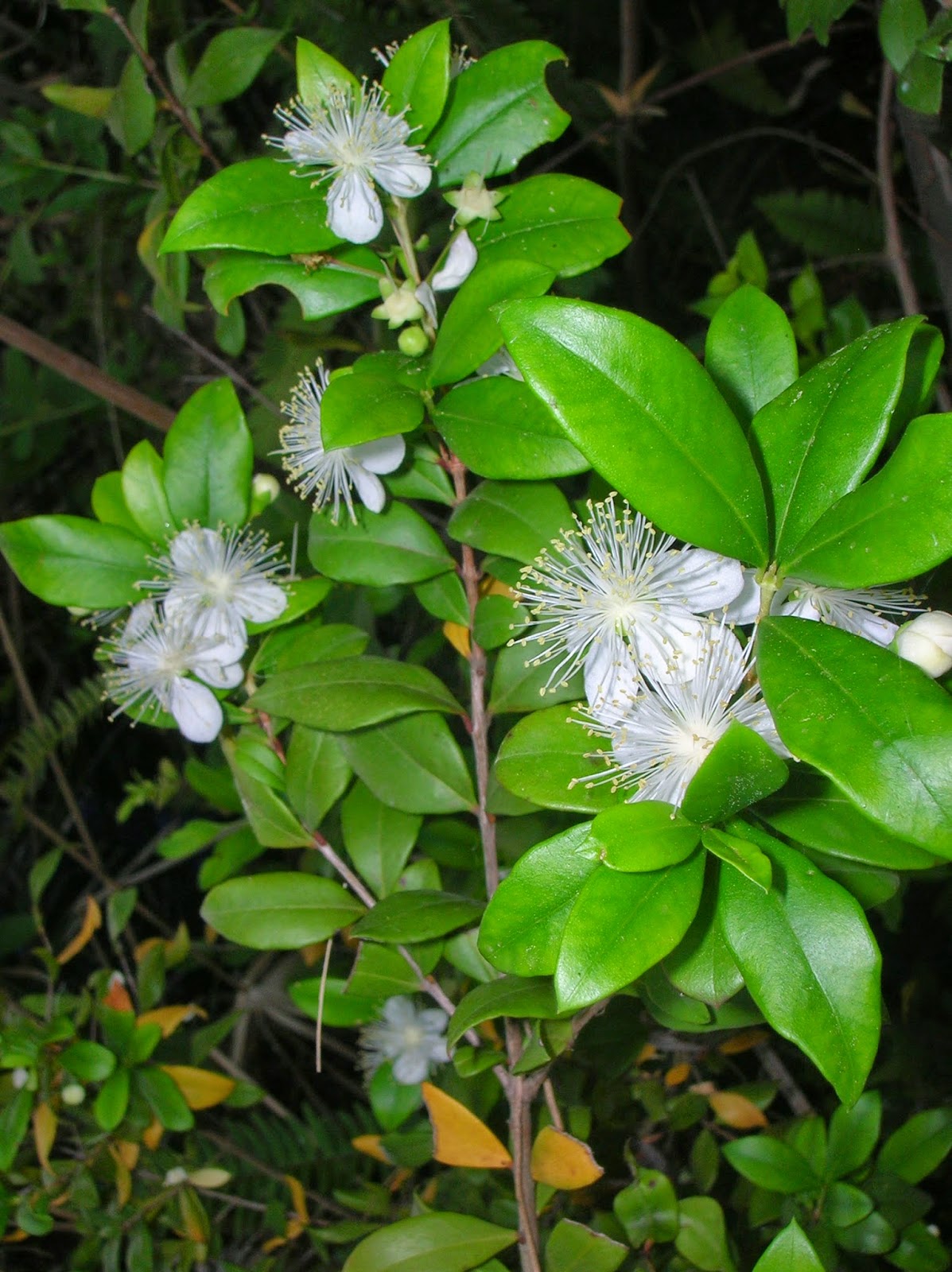 Recregarden: MYRTUS COMMUNIS