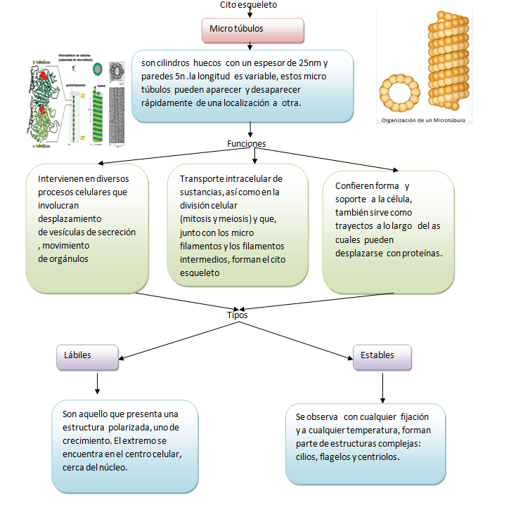 BIOLOGÍA CELULAR: MICROTUBULOS