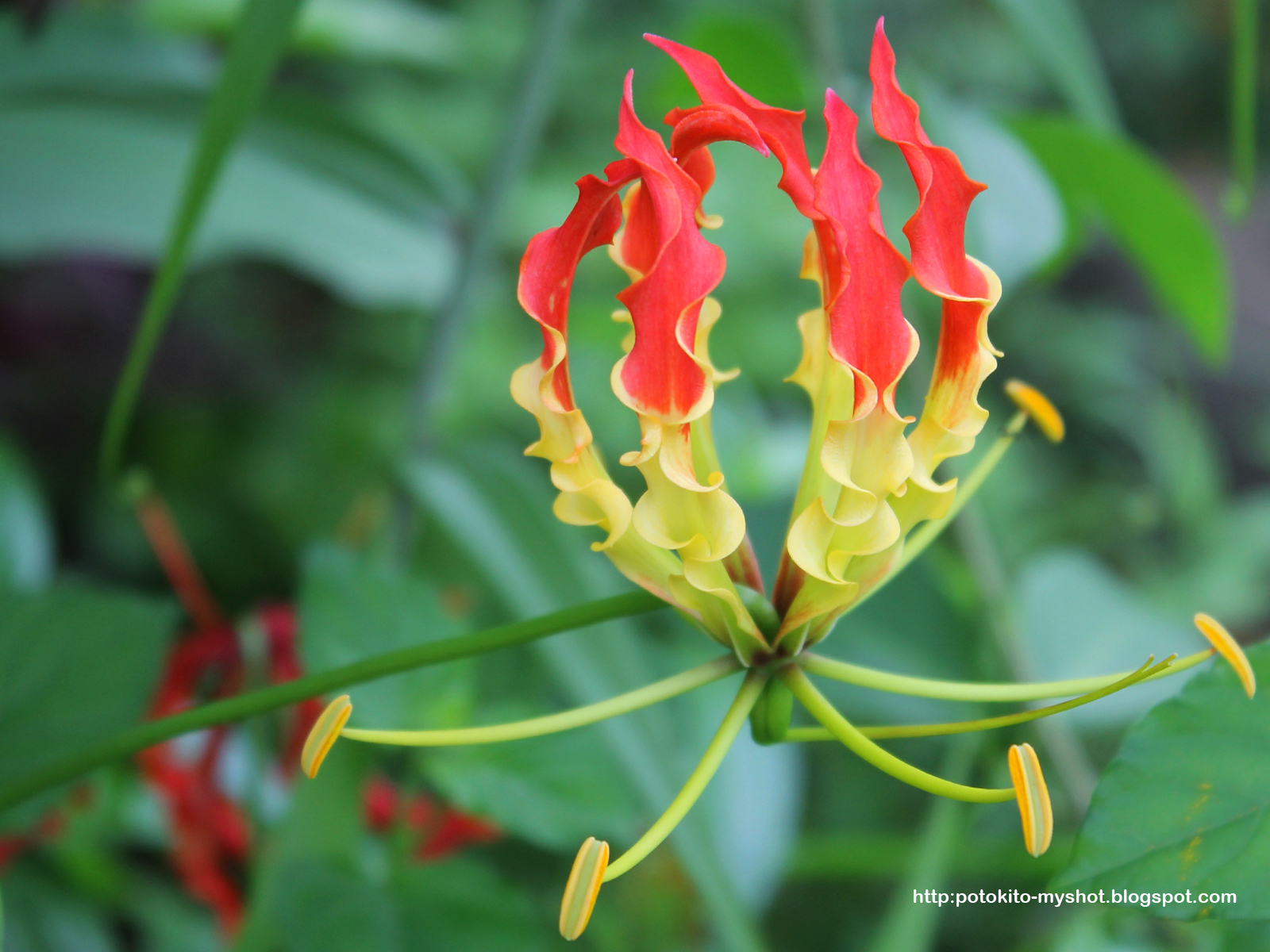 Gloriosa Superba: The flame lily - early bloom