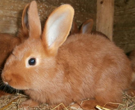 Konijnenhouden.nl - Konijnenrassen | Opvoeding | Verzorging: Konijnenrassen