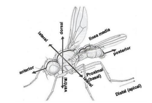 ¿TODOS LOS INSECTOS SON IGUALES?: EL CUERPO DEL INSECTO