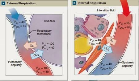 Mekanisme Pertukaran Gas (Antara O2 dan CO2) - Amazing Blogssz Shadow