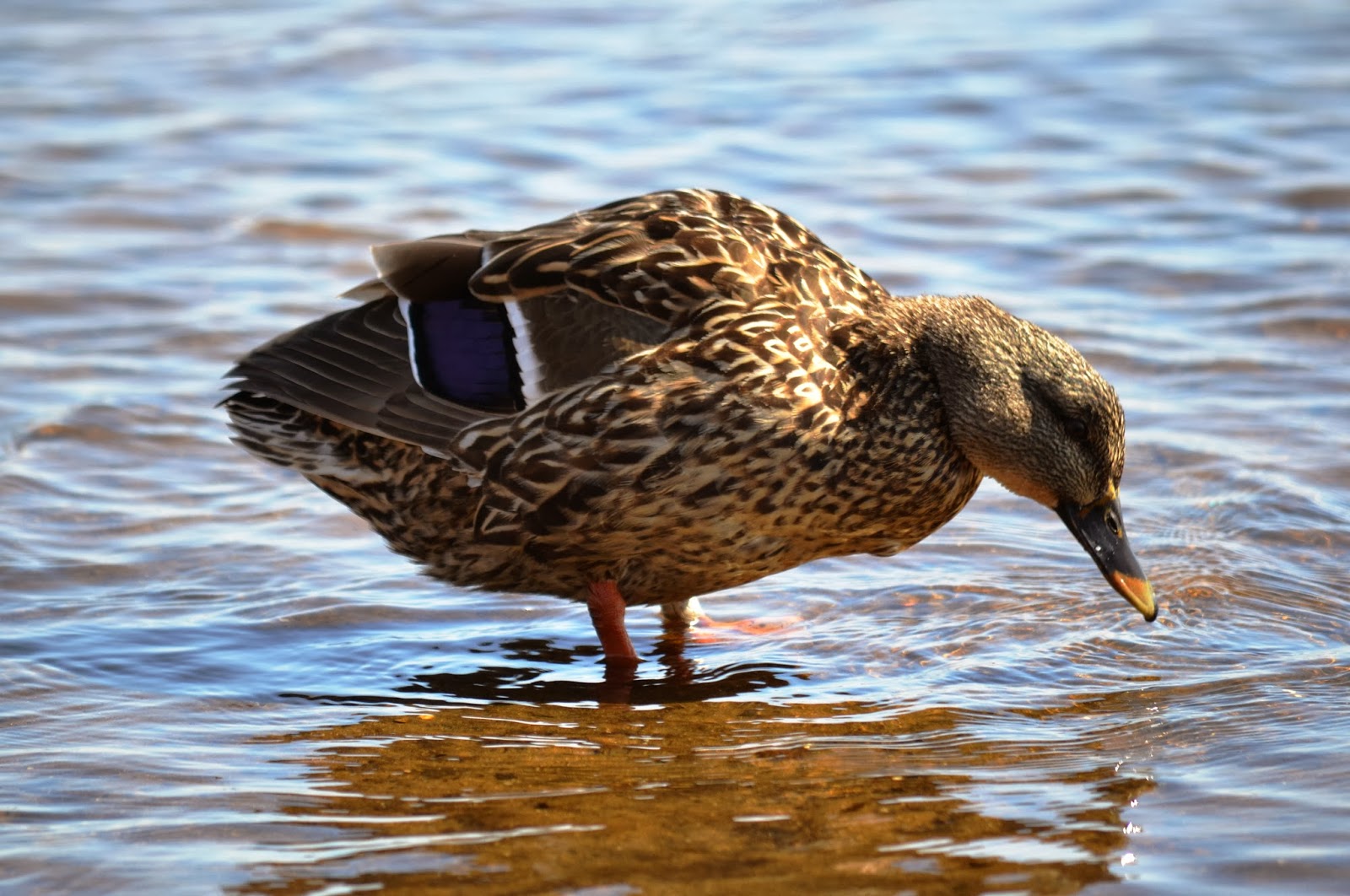 It's All About Purple: A "Ducky" Day...