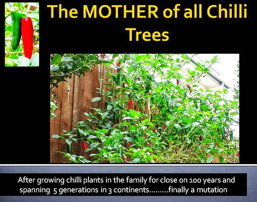 Vegetable Garden for the World: The MOTHER of all Chilli Trees
