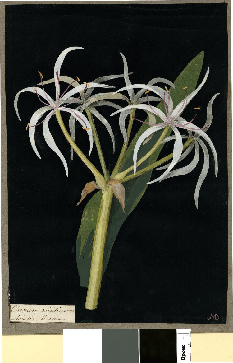 nickyskye meanderings: Mary Delany, collage artist of flowers in the 1700's