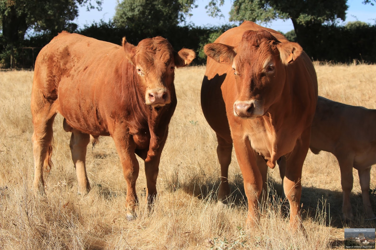 BOGAJO Salamanca: Terneros limusines en Bogajo Salamanca