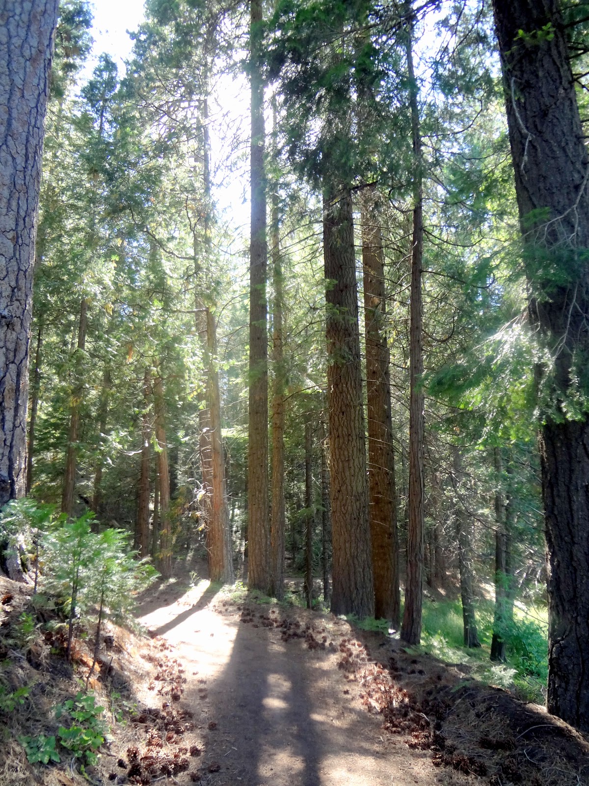 Poetslife: Yosemite National Park - Trees