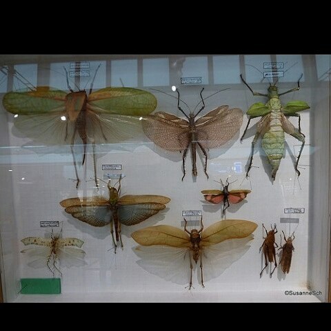 Cara Mengawetkan Insektarium