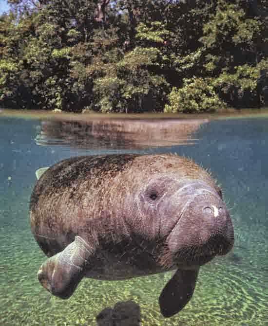 fundacion colombia ecologica