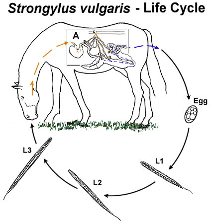 STRONGYLUS