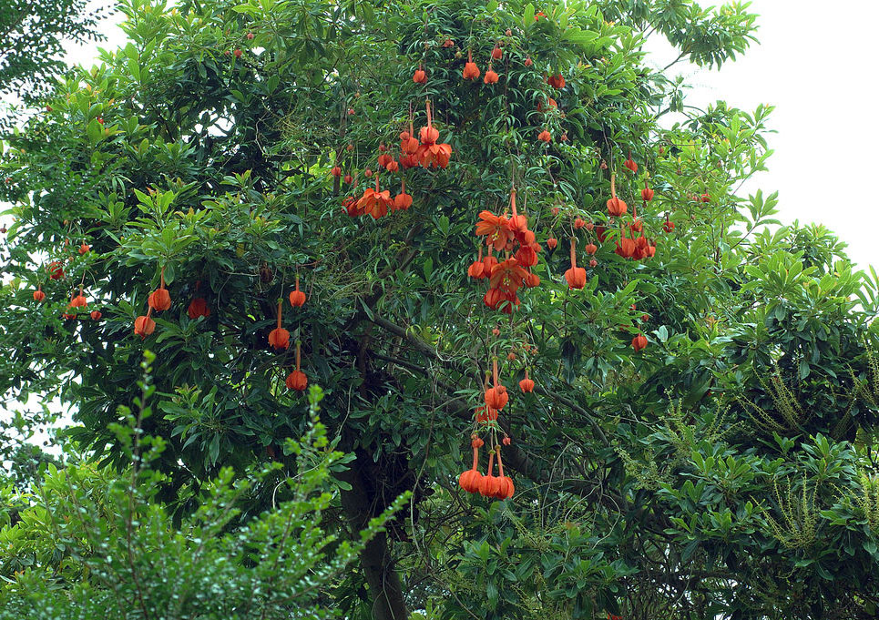 Behtaran: Passiflora parritae