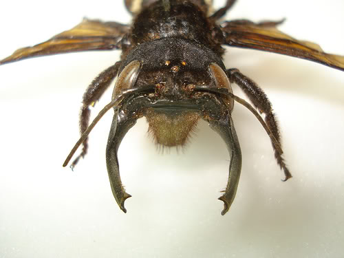 GREENDAILY: Megachile Pluto