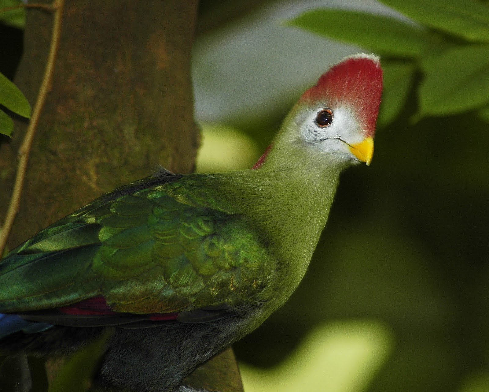 TURACO BIRD photos - wallpapers | the fun bank