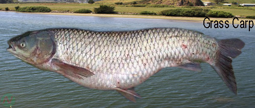 Fish Names & Pictures | Fish Vocabulary | Necessary Vocabulary ...