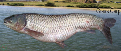 Fish Names & Pictures | Fish Vocabulary | Necessary Vocabulary ...