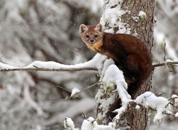 American Martens Animals | Interesting Facts & Latest Pictures | The ...
