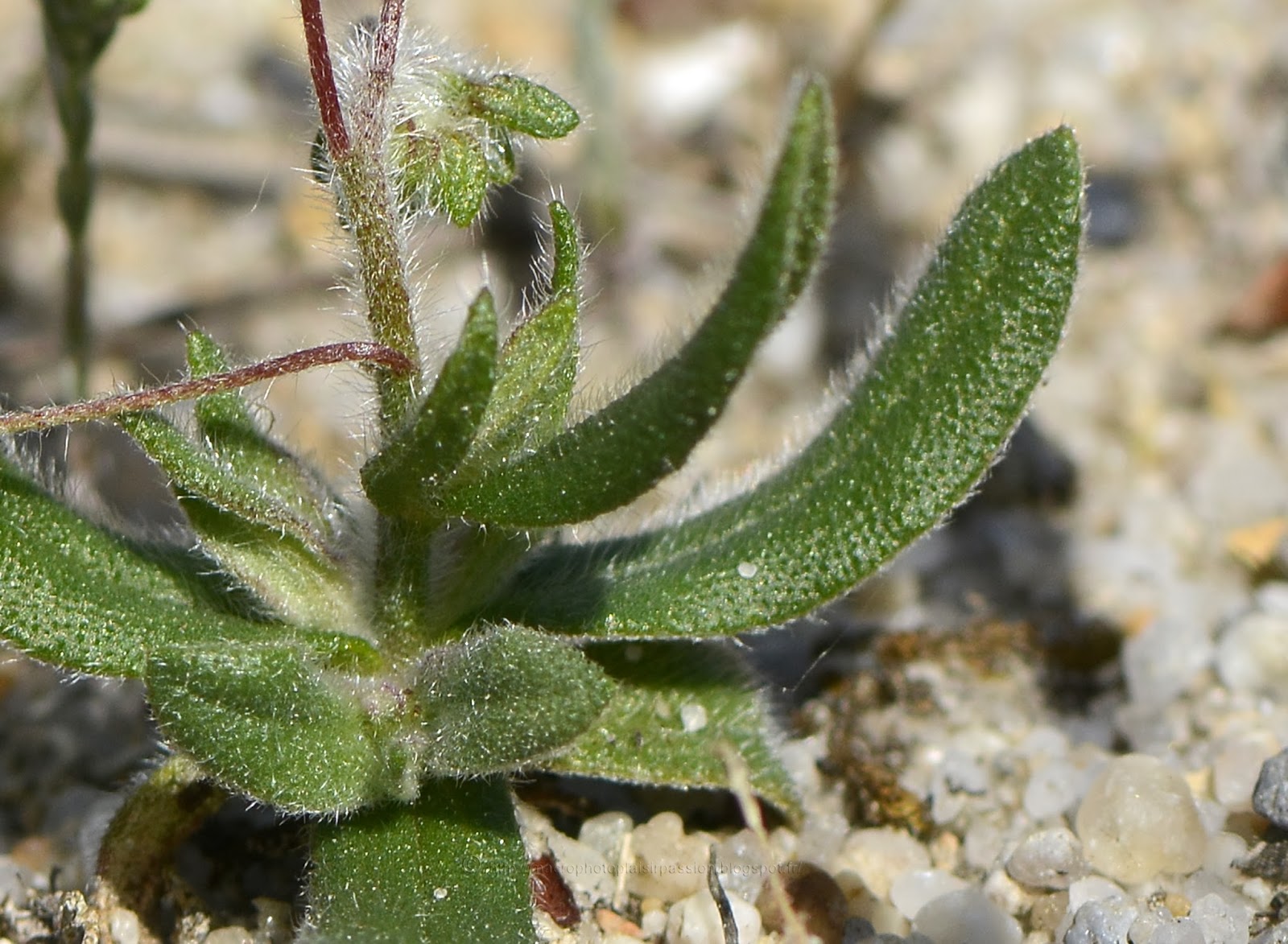 Macrophoto plaisir passion: Hélianthème taché, Tuberaria guttata