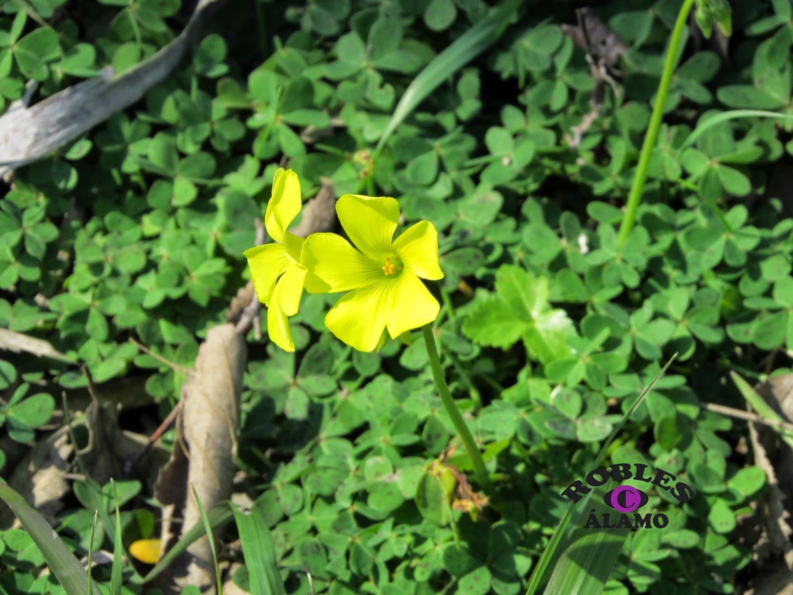 Silencio verde, la vida...: Oxalis pes-caprae L. (Agricos, agrio ...