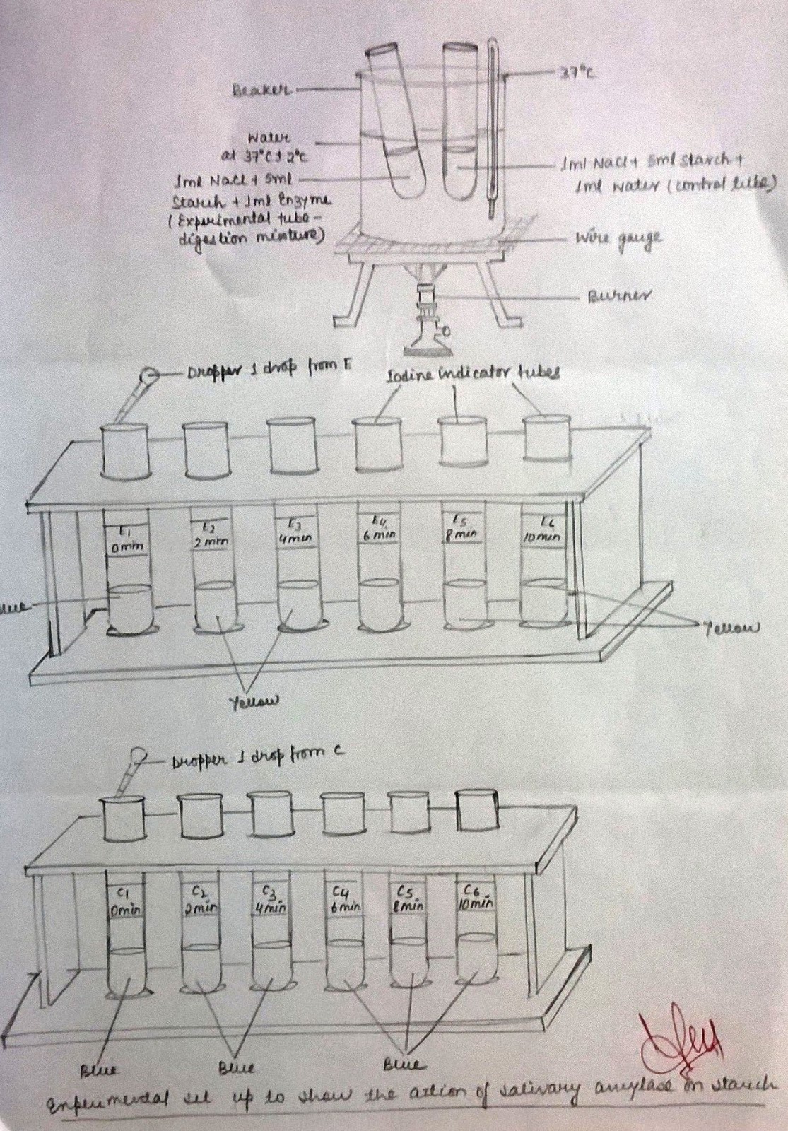 practical diagrams which are to be drawn