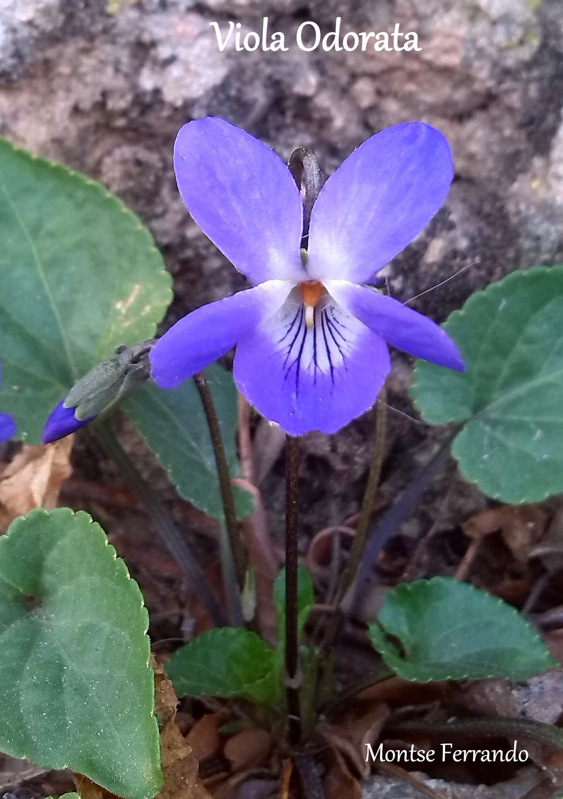 Con L de Libertad: Viola odorata (Violeta silvestre, Violeta de olor)