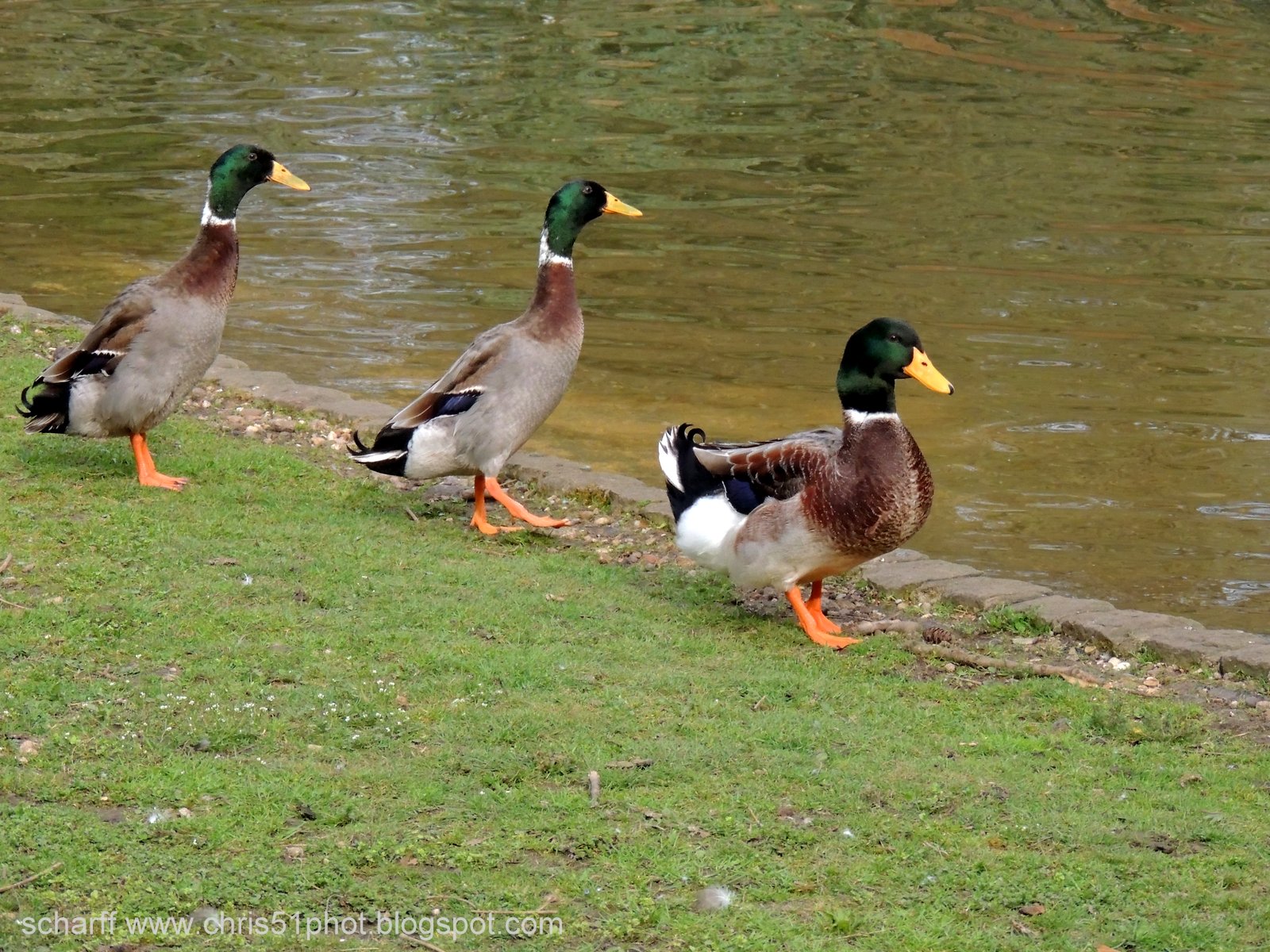 photosnature et pol: le très gros canard avec les deux coureurs indiens