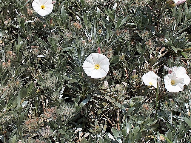 HOW TO GROW CONVOLVULUS CNEORUM |The Garden of Eaden