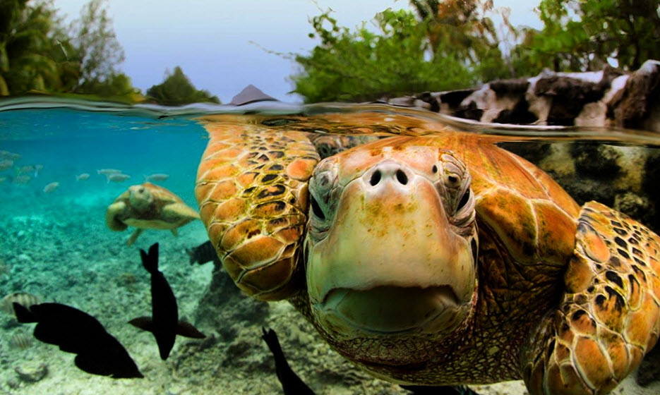 Green Sea Turtle | The Biggest Animals Kingdom