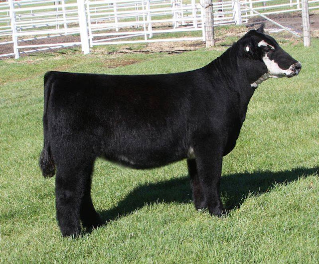 Executive Sires, Inc.: Minnaert Show Cattle - Lot 10 - Big Time Brockle ...