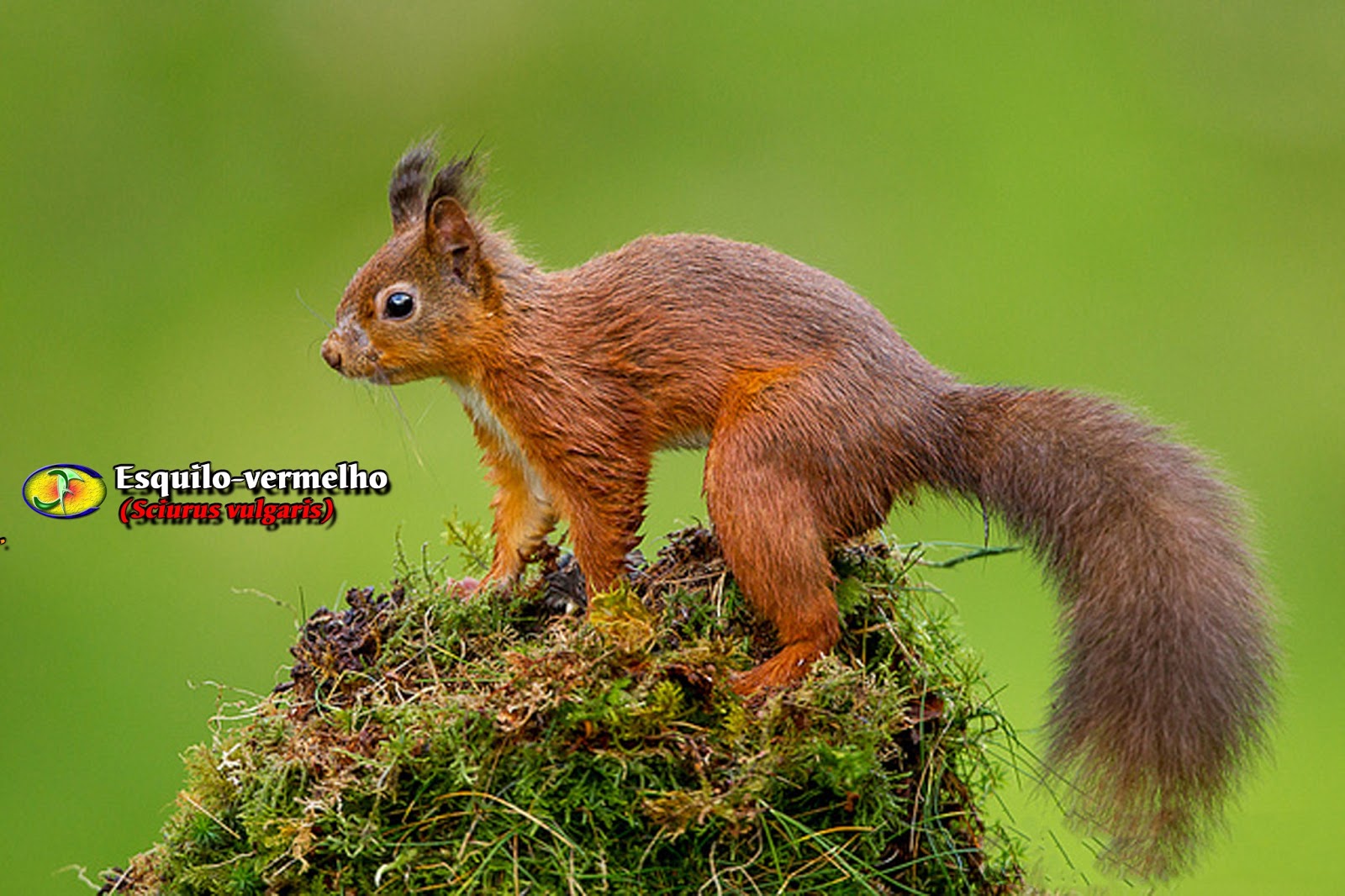 Zoologia: Esquilo-vermelho (Sciurus vulgaris)