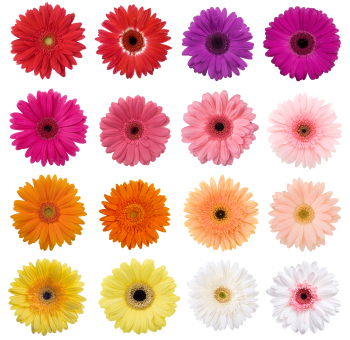 Le gerbera | Flore de l’île de la Réunion