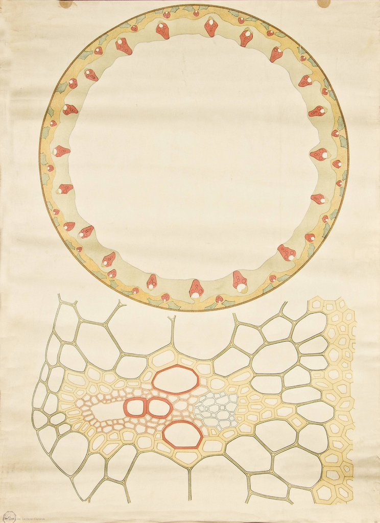 jessica pezalla: anatomia vegetal