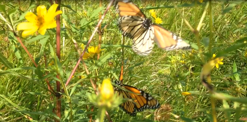 Notes from the Pens: Comfortable Enough to Nap