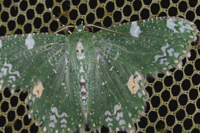 BunyipCo: November 2012