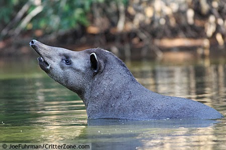 Brazil Animal : Anta (Tapirus terrestris)