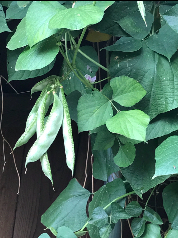 Chikkudukaya Nuvulapodi Kura (Broad beans Curry with Sesame Powder ...