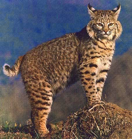 Kucing dan Jenisnya: Bobcat (Lynx Rufus)