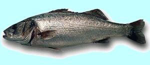 Le bon coin cuisine: Meilleure Recette Facile de Poisson de Loup (ou ...