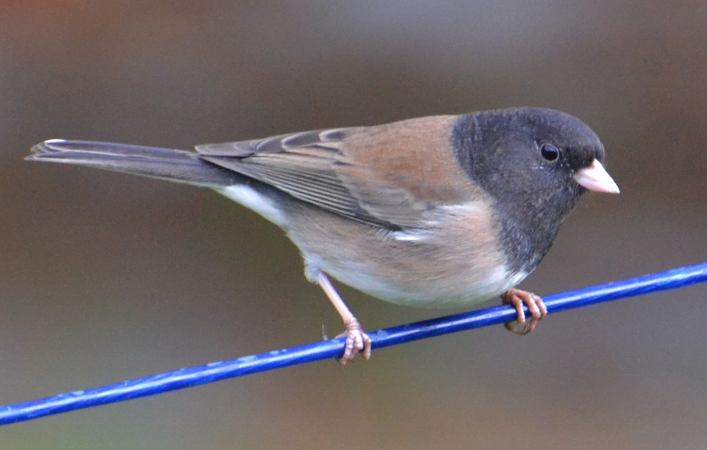 Bird of the Day: Oregon Junco