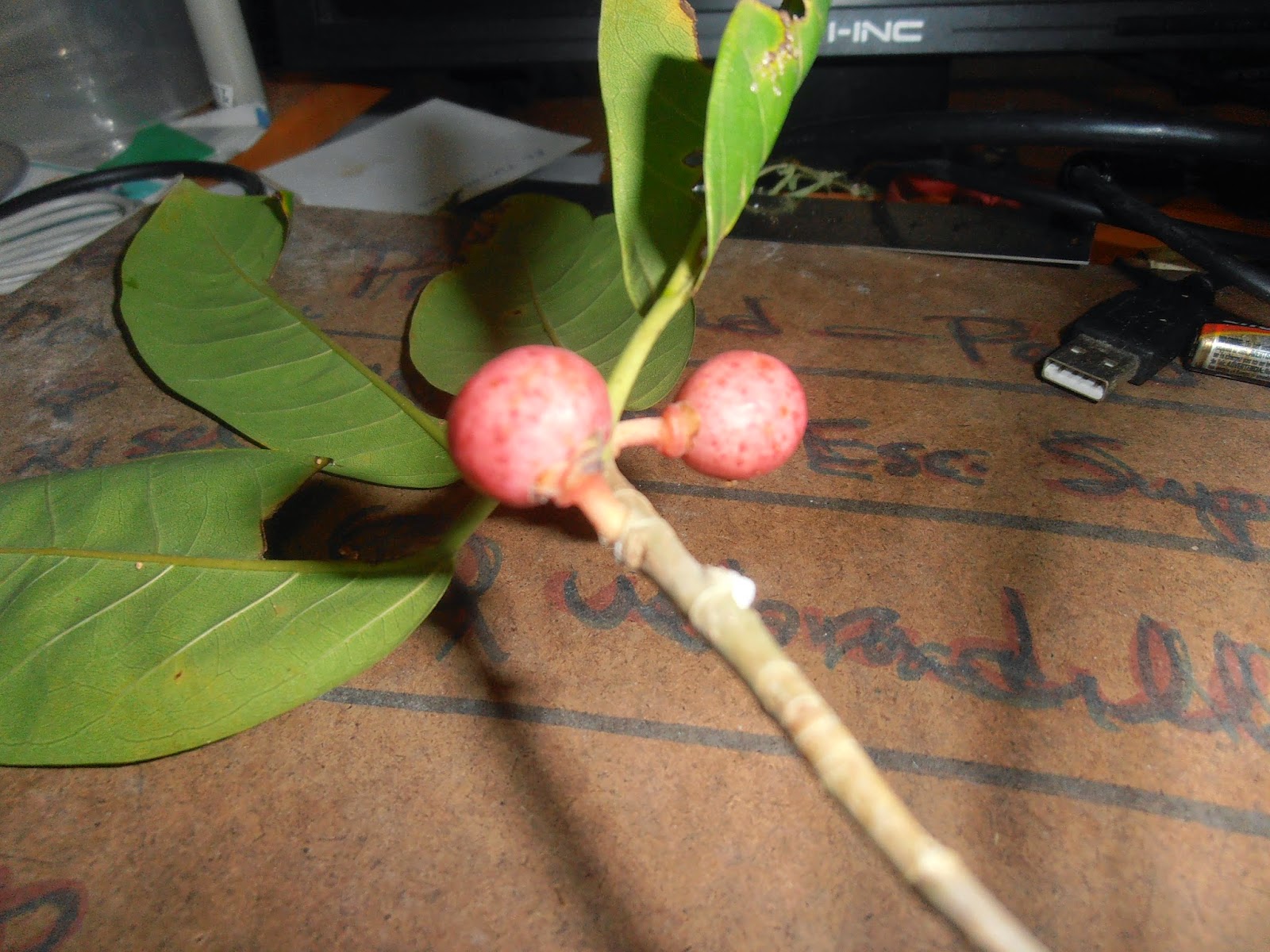 Flora de Puerto Rico Ilustrada Papo Vives: MORACEAE FICUS STHALII ...