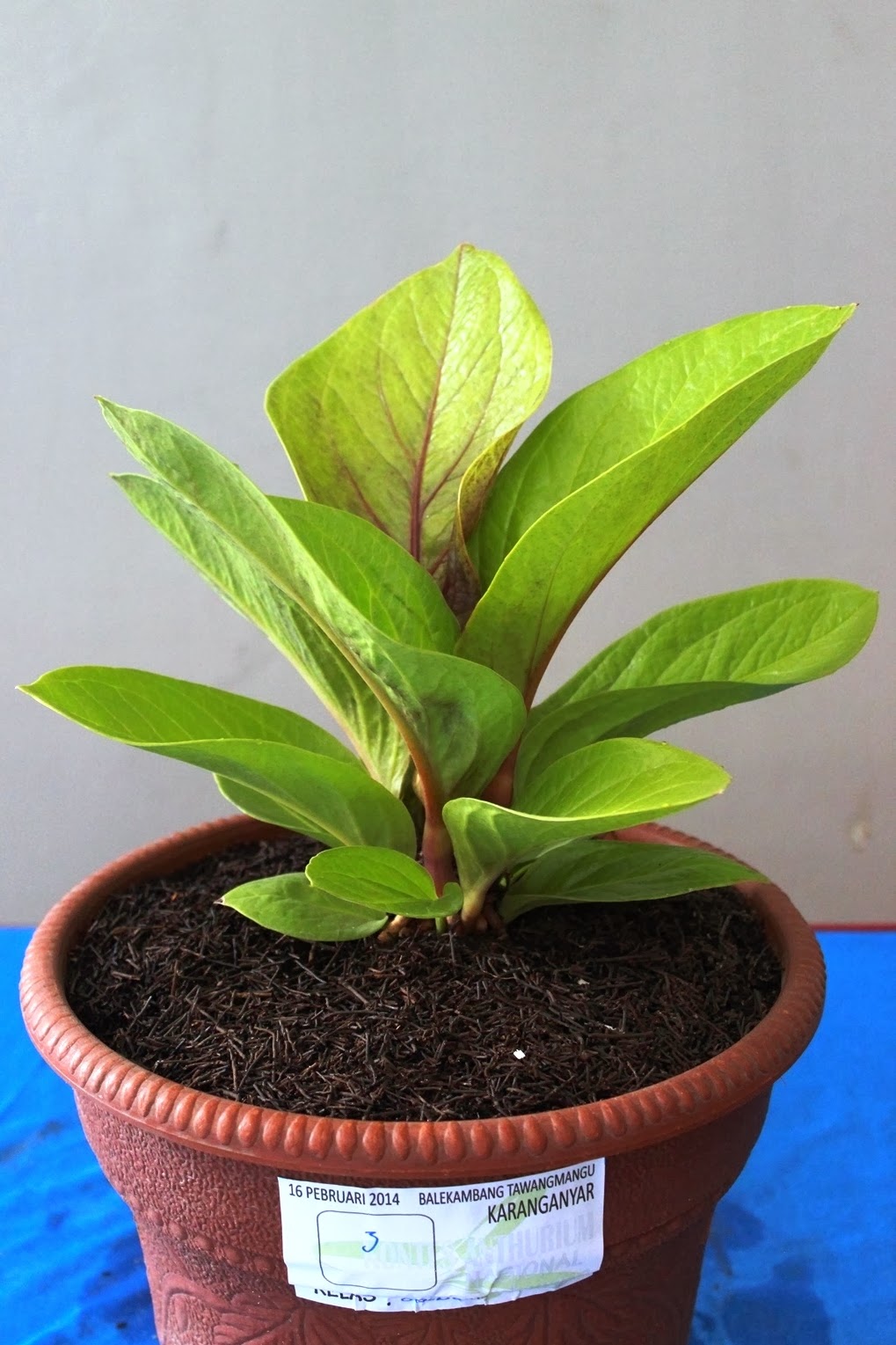 HARMONI ANTHURIUM: ANTHURIUM JENMANII GOLDEN (Kontes Anthurium SoloRaya ...