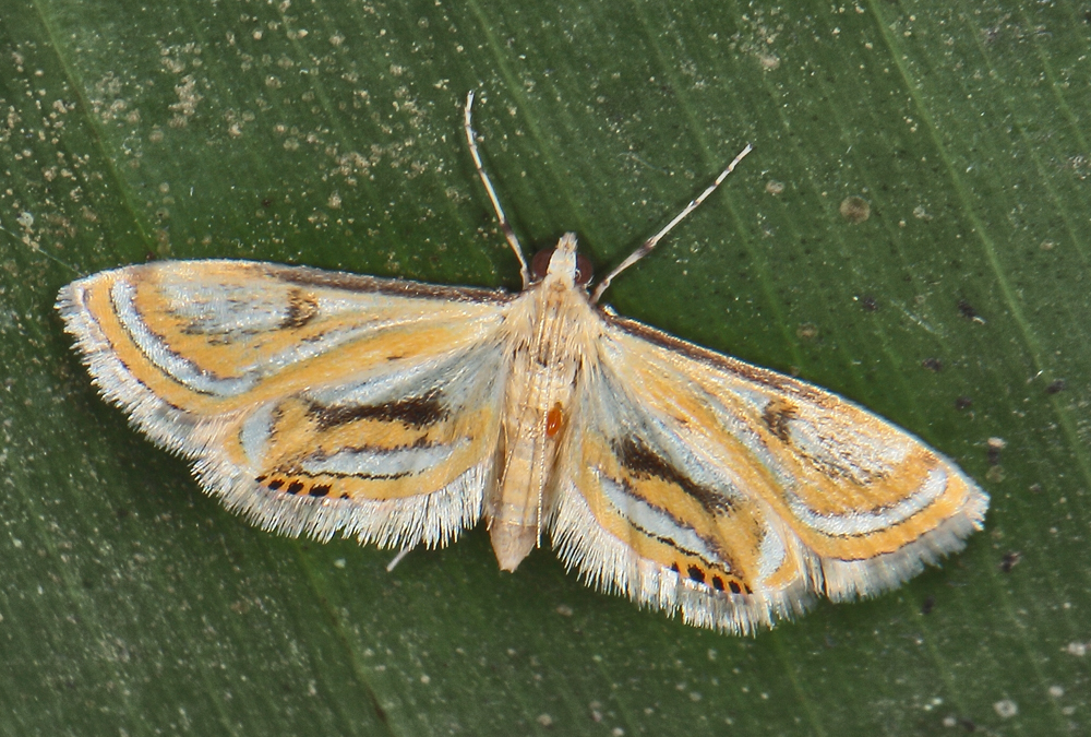 BunyipCo: September 2012