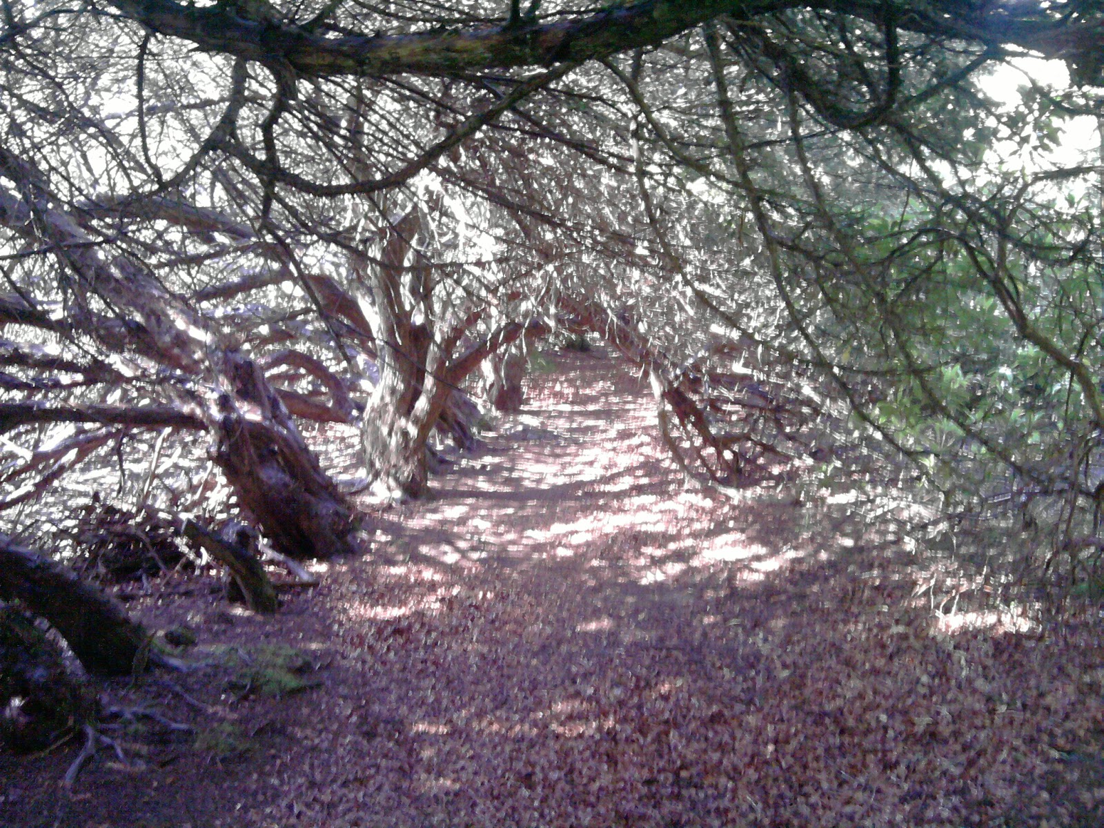 The Fern Law of Faery: Witch Road