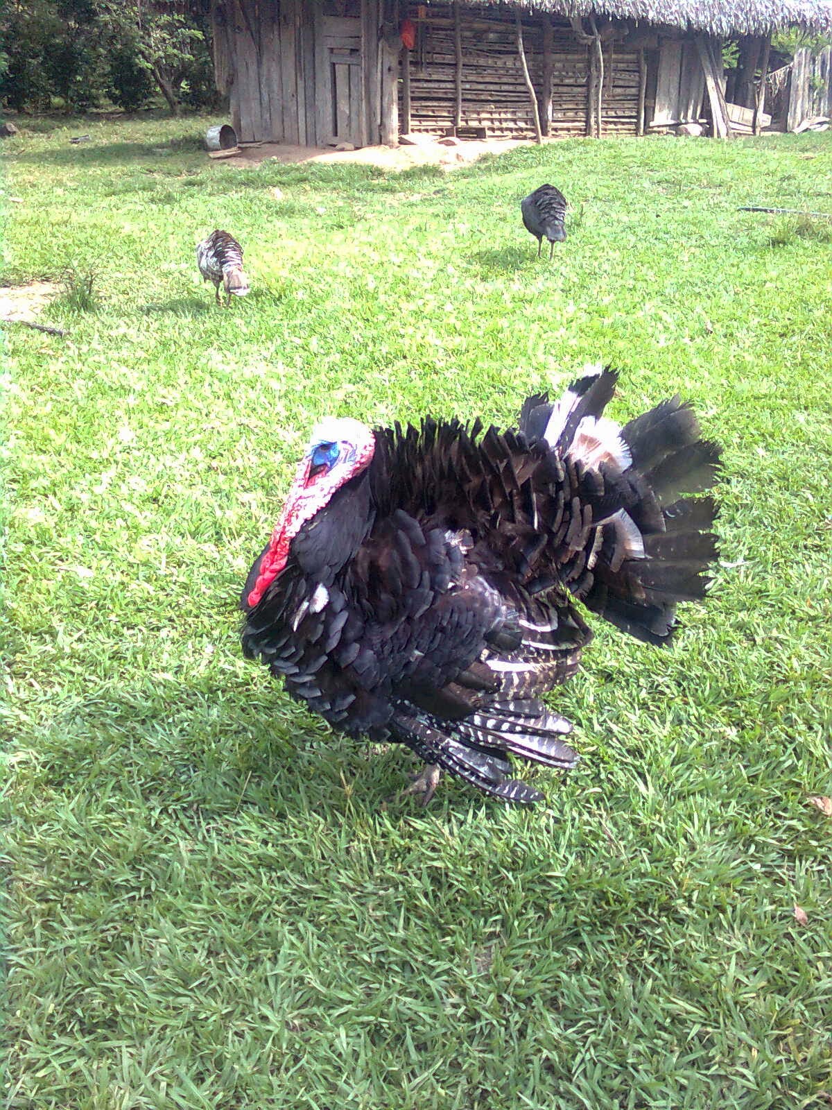 CENTRO DE INNOVACION AGROINDUSTRIAL MV S.A.S: PRODUCCIÓN DE PAVO ...