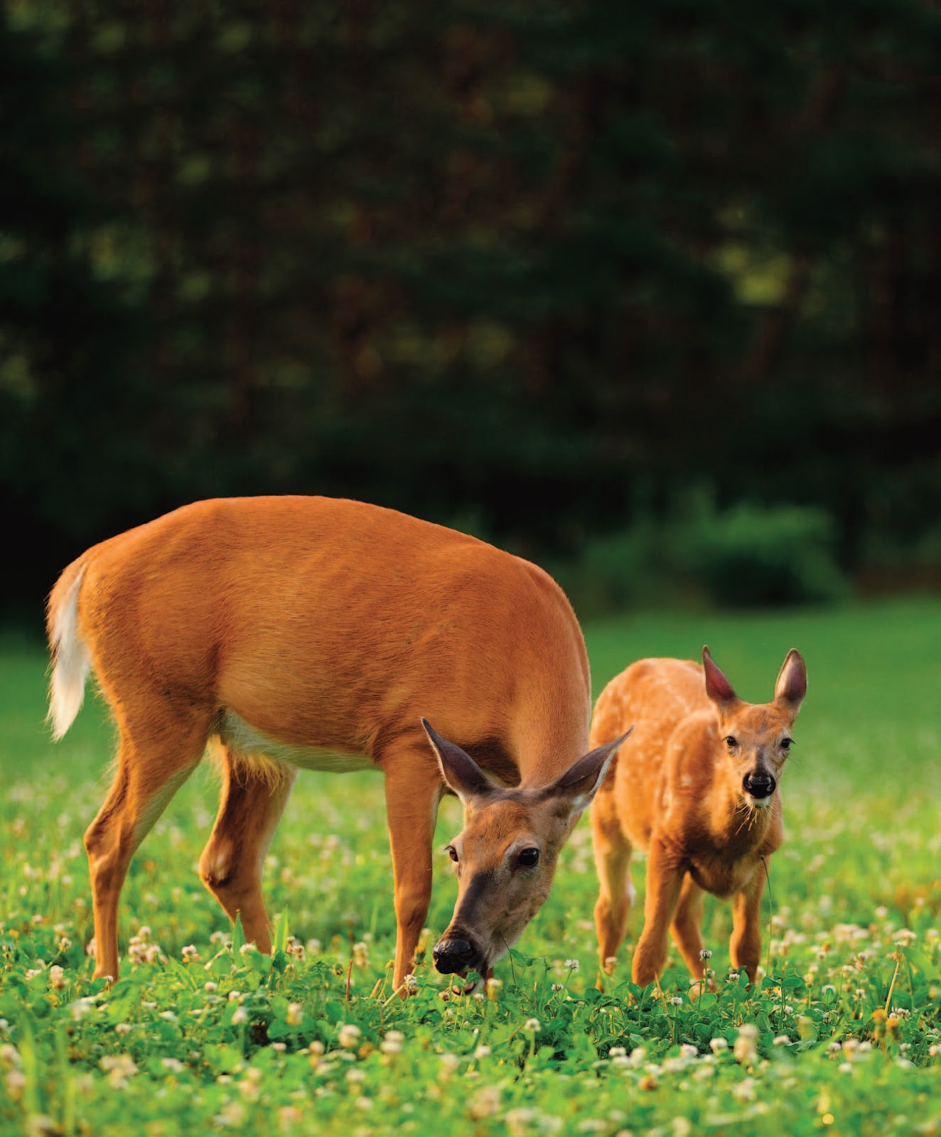 Whitetail Deer Giving Birth