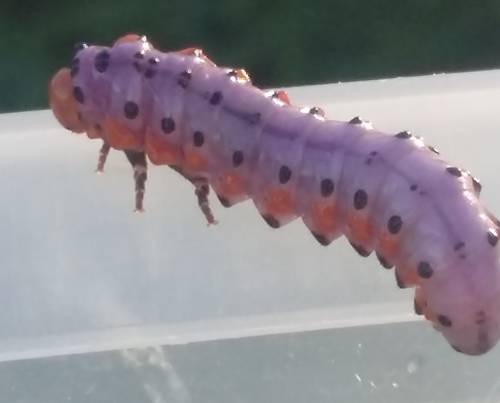 Springfield Plateau: Poison Ivy Sawfly