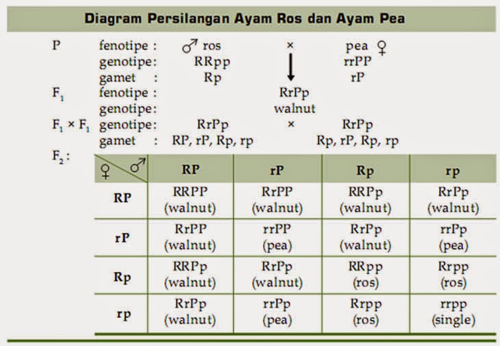 Contoh-Contoh Penyimpangan Semu Hukum mendel - Biologi Edukasi: Belajar ...