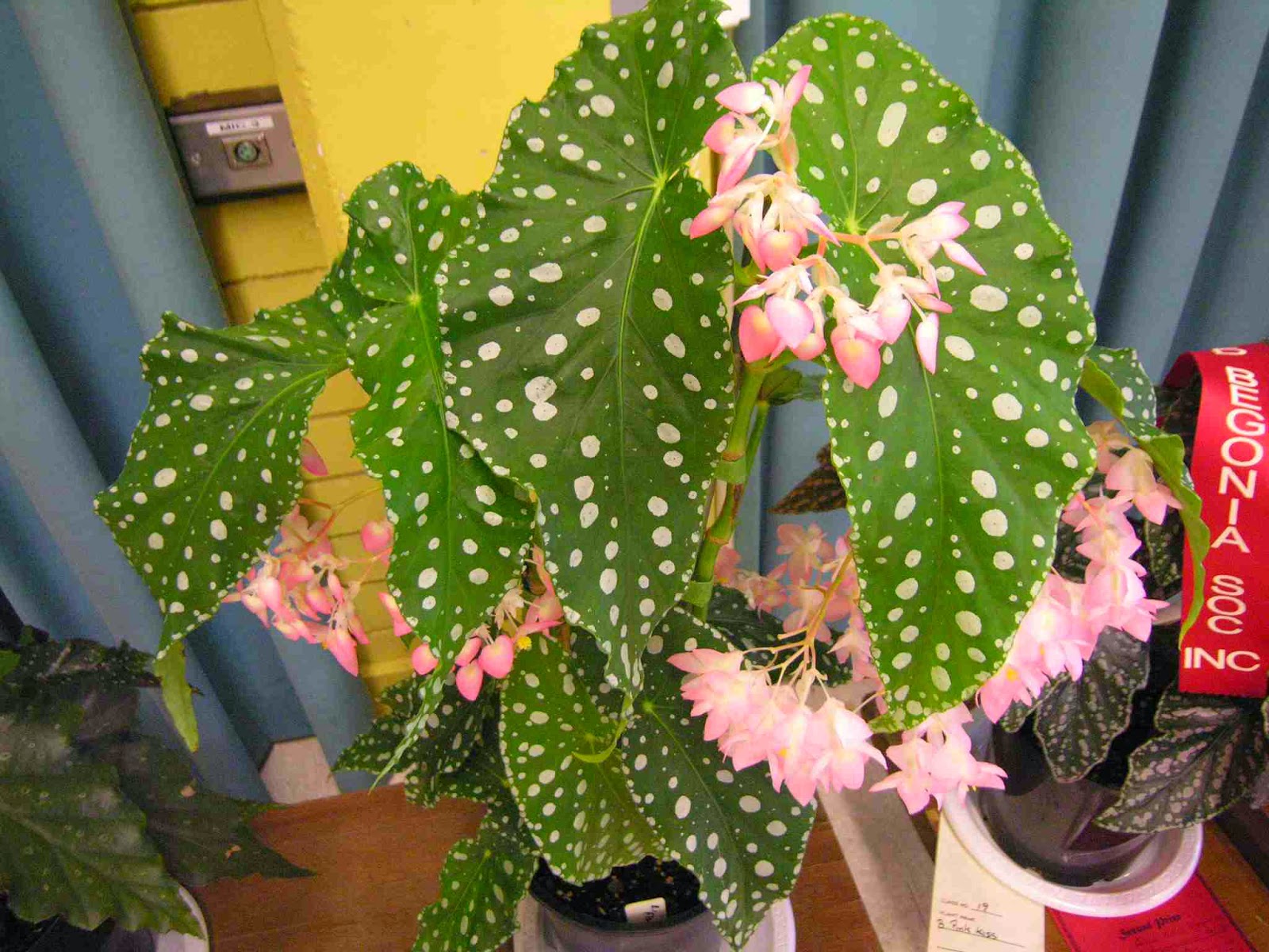 Всё о бегониях и не только...: Begonia 'Finky Flakes', Begonia 'Flame ...