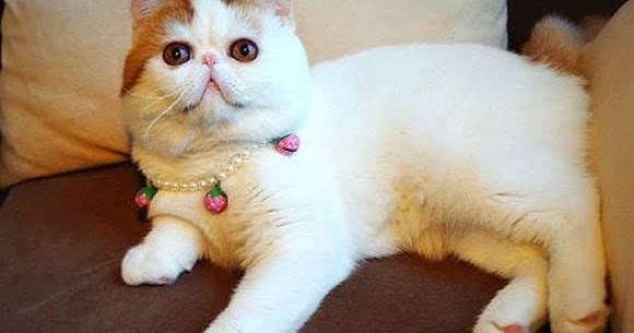 Berita TV Malaysia: Kucing Ini Menjadi Viral Di Laman Sosial Seluruh Dunia