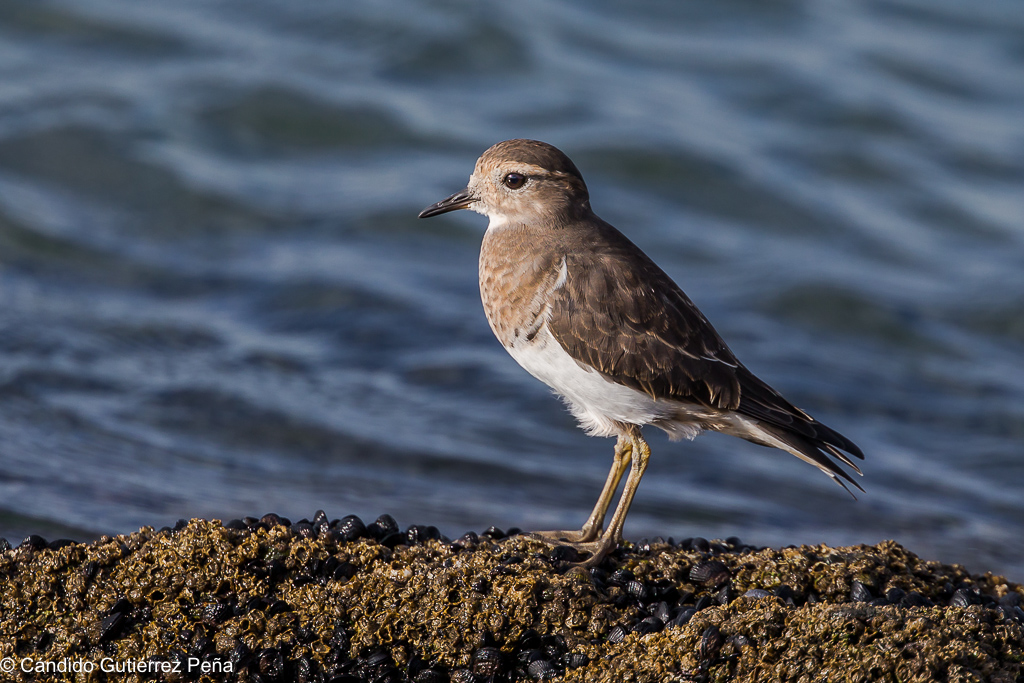 CHORLITO CHILENO - Charadrius Modestus | Observatorio de la Naturaleza
