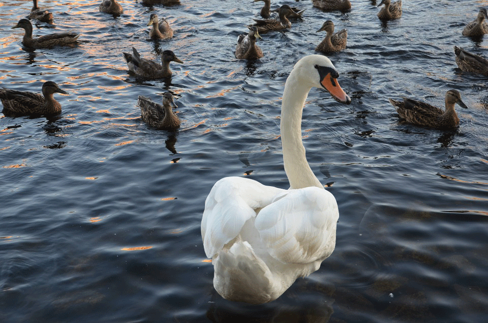 Bebek Angsa Bergoyang